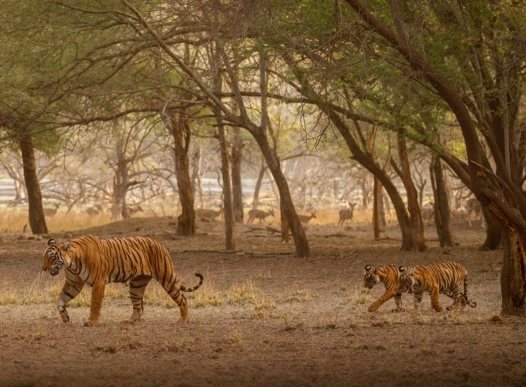 Kanha National Park - Wildlife Travel India