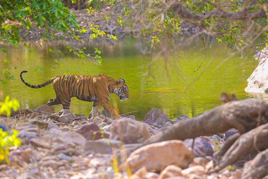 Parque Nacional De Sundarbans