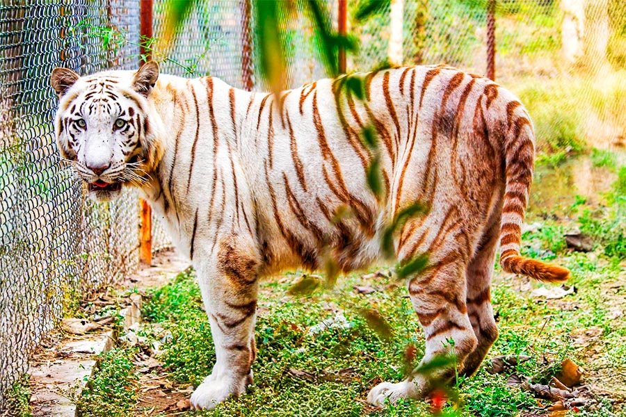 Where to spot the White Tigers in India? Unraveling the Myths and Facts ...