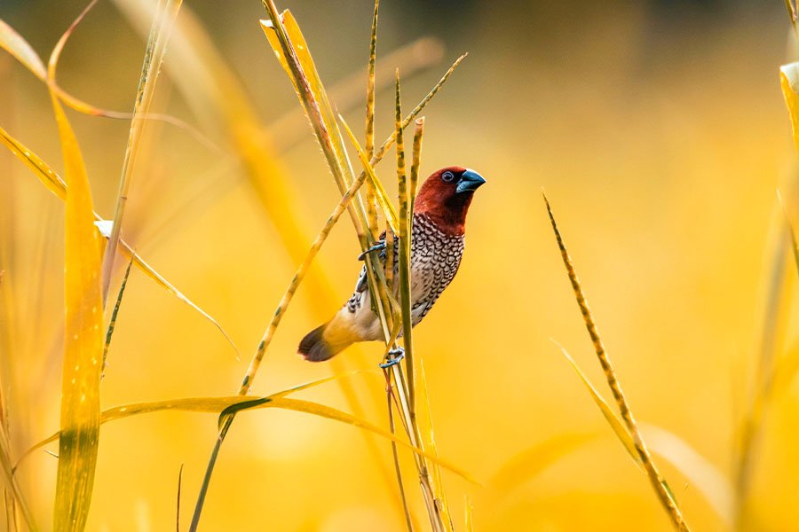 Birdwatcher’s Paradise: Discover Over 1,300 Bird Species across India’s ...